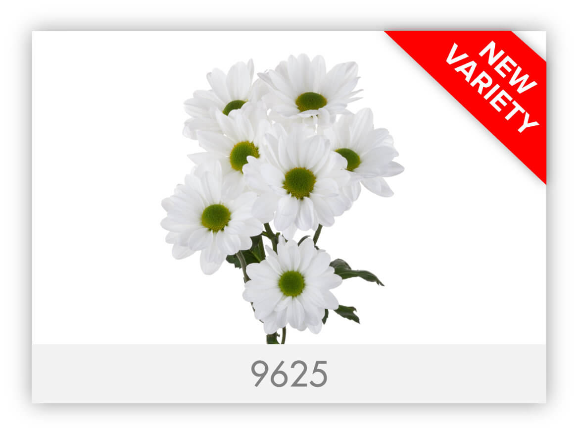 Pompons Daisy – The Queen's Flowers