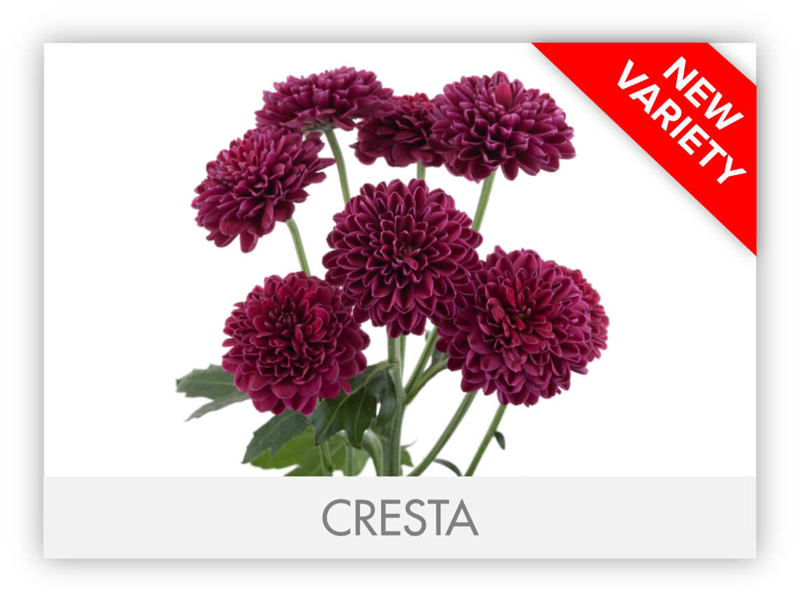 Pompon Novelty – The Queen's Flowers