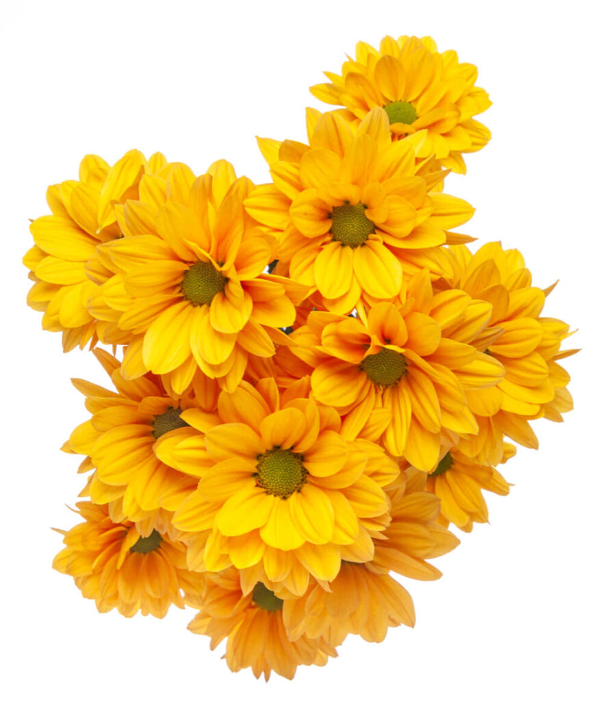 Pompon Kanata – The Queen's Flowers