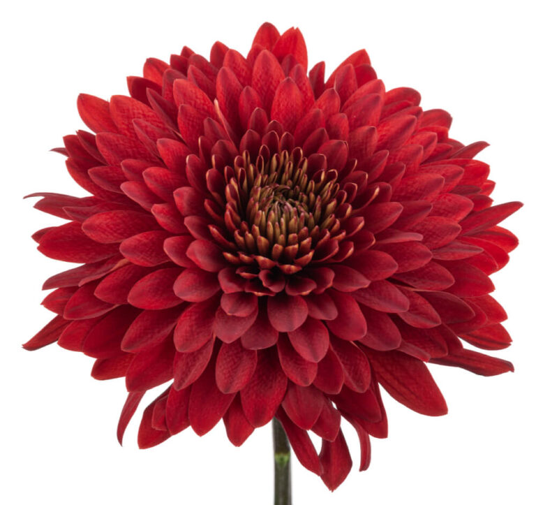 Cremon Rojo – The Queen's Flowers