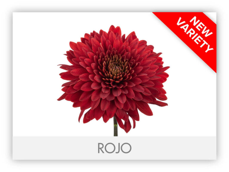 Cremons – The Queen's Flowers