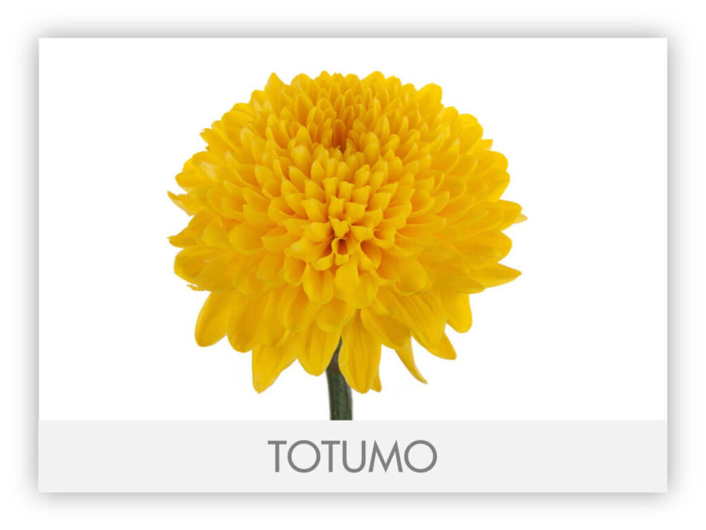 Mum Ball Gallery – The Queen's Flowers