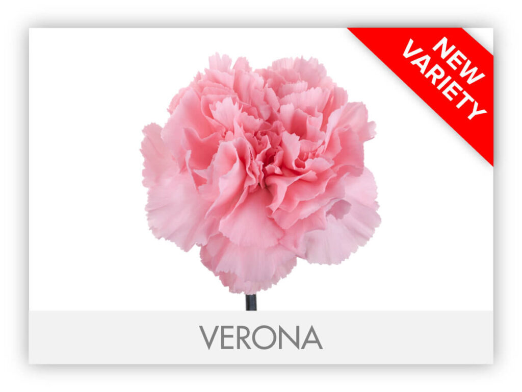 Carnations – The Queen's Flowers