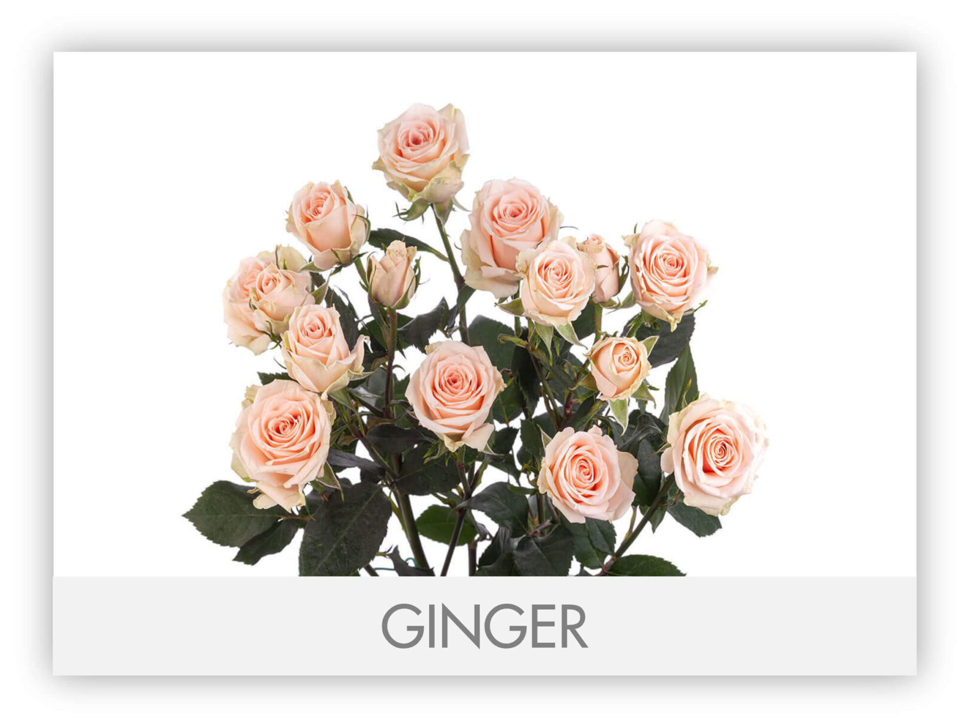 Spray Roses – The Queen's Flowers