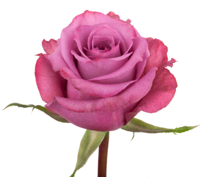 Rose Kendal – The Queen's Flowers