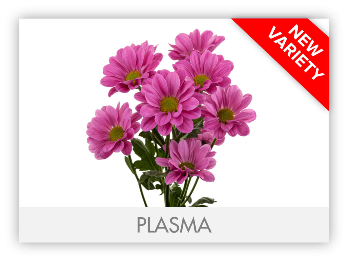 Pompons Daisy – The Queen's Flowers