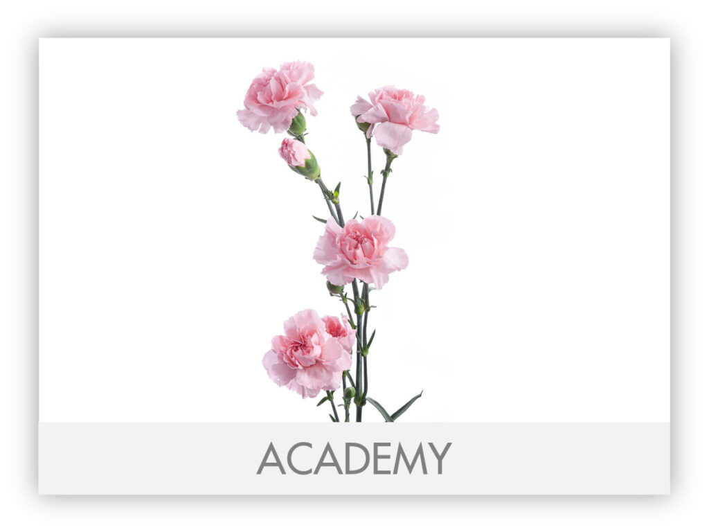 Mini Carnations – The Queen's Flowers