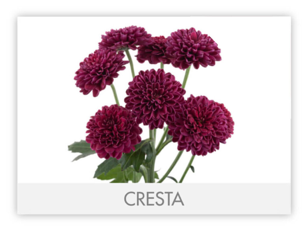 Pompon Novelty – The Queen's Flowers