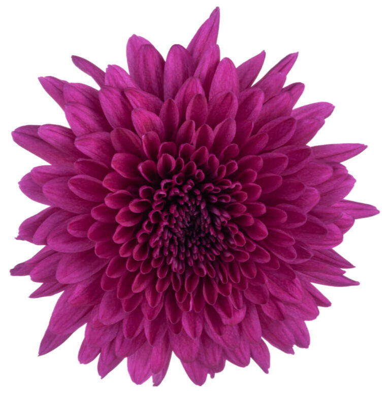 Cremon Lamira – The Queen's Flowers