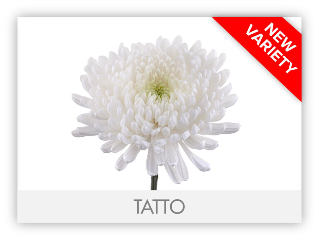 Cremons – The Queen's Flowers