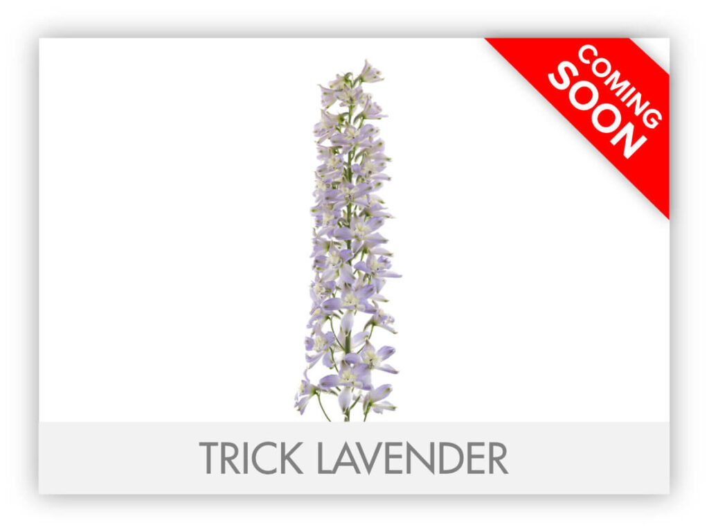 Delphinium Gallery – The Queen's Flowers