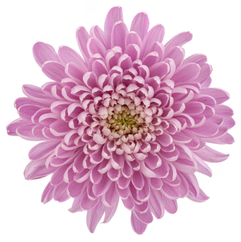 Cremon ALJONKA DARK – The Queen's Flowers