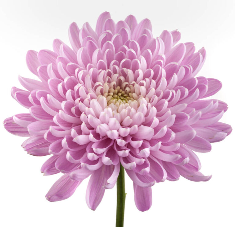 Cremon ALJONKA DARK – The Queen's Flowers