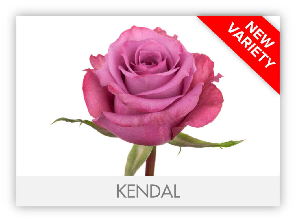 Colombian Roses – The Queen's Flowers