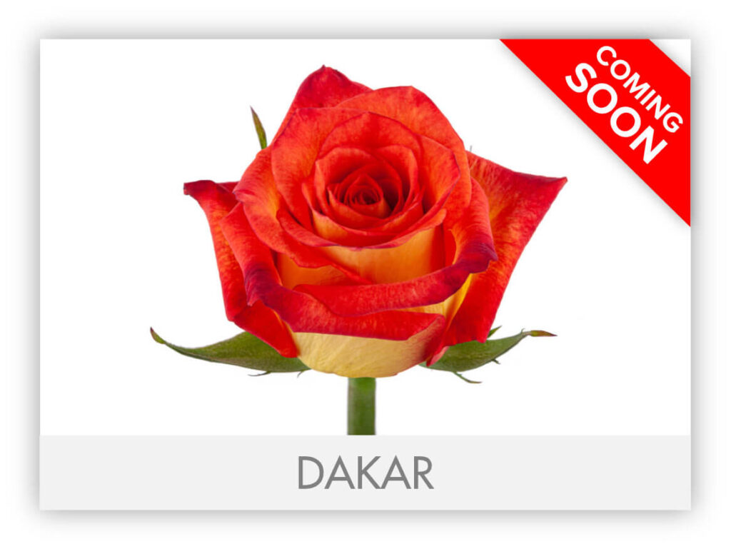 Colombian Roses – The Queen's Flowers