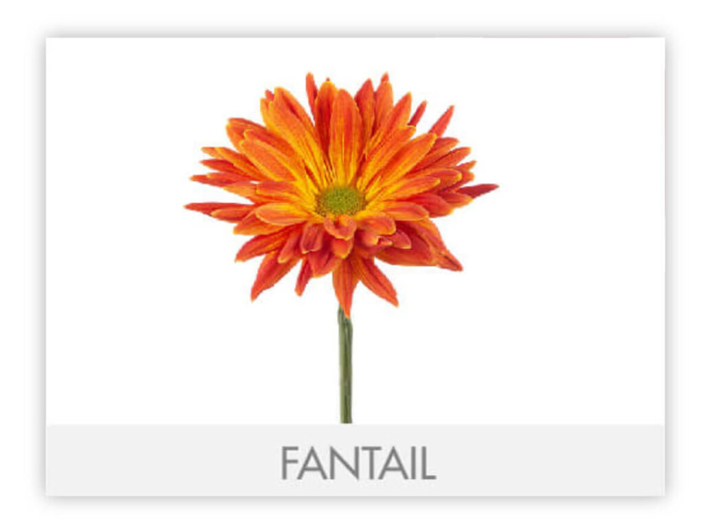 Cremons – The Queen's Flowers