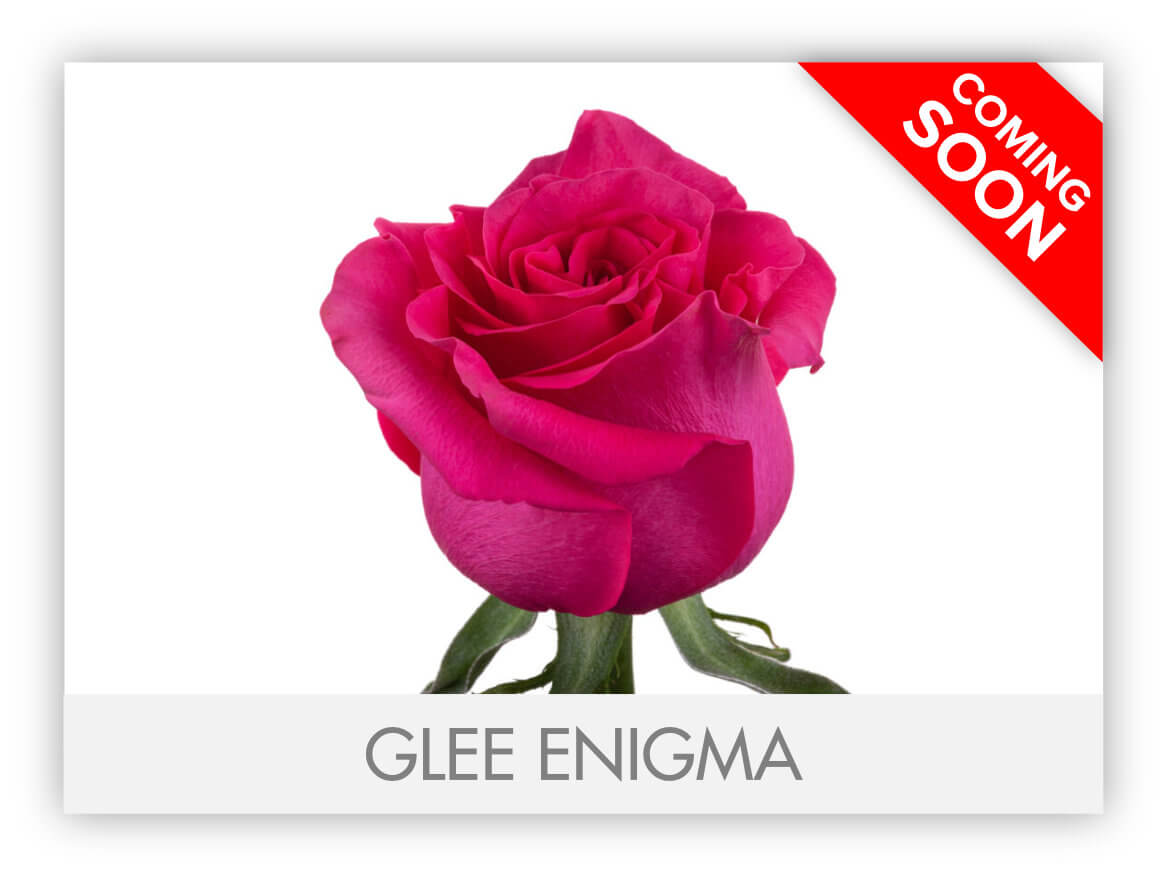 Ah! Maze Roses – The Queen's Flowers