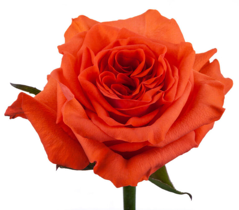 Ah!Maze Rose Orange Enigma – The Queen's Flowers