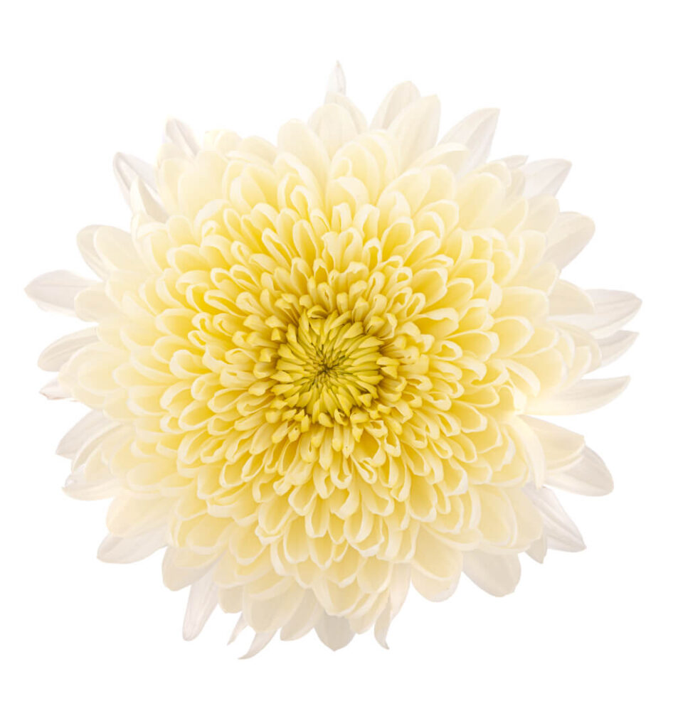 Cremon PHILADELPHIA – The Queen's Flowers