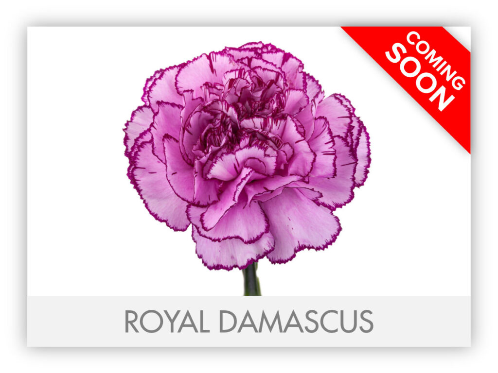 Carnations – The Queen's Flowers