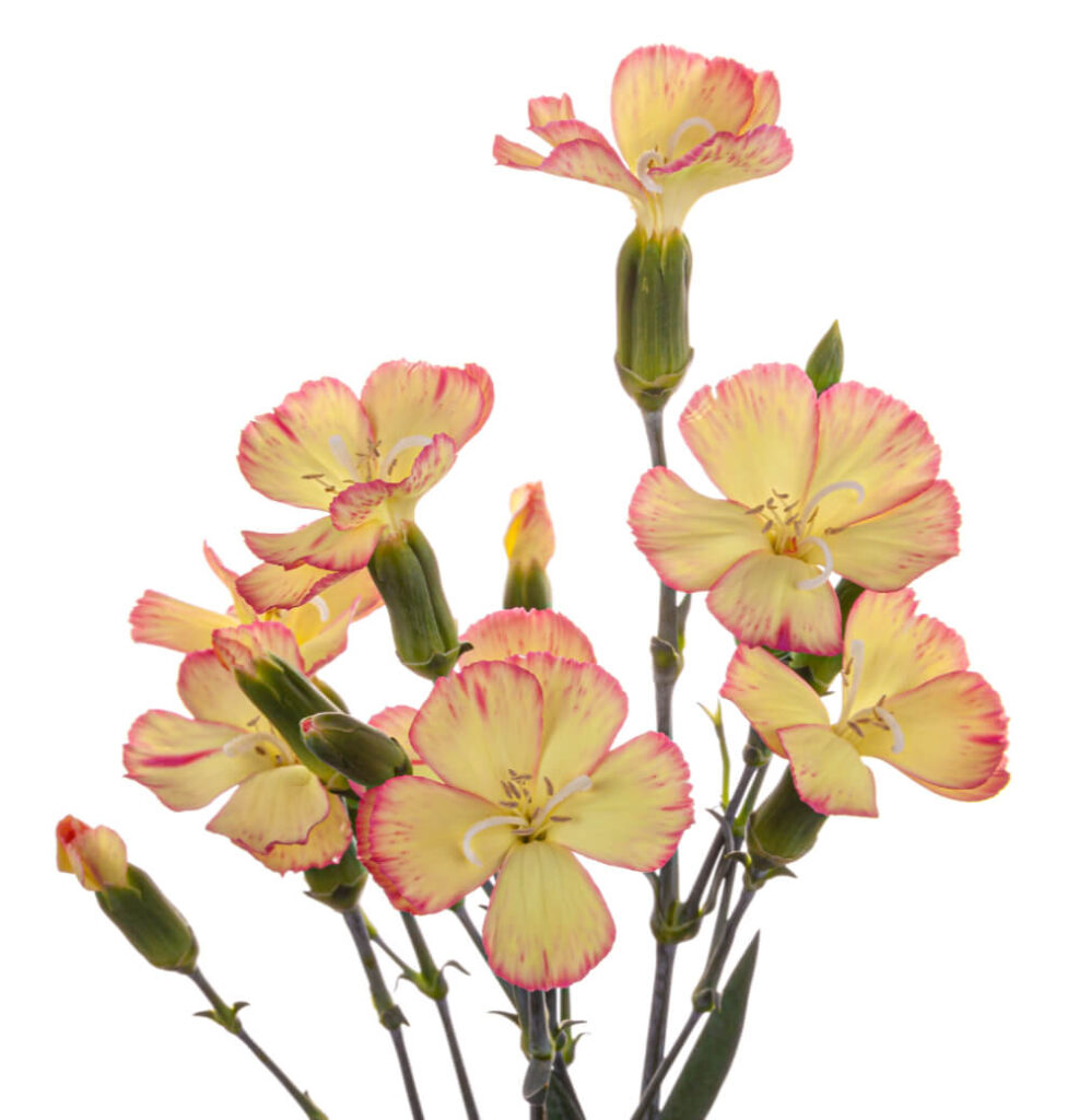 Sparkz LALA BONITA – The Queen's Flowers