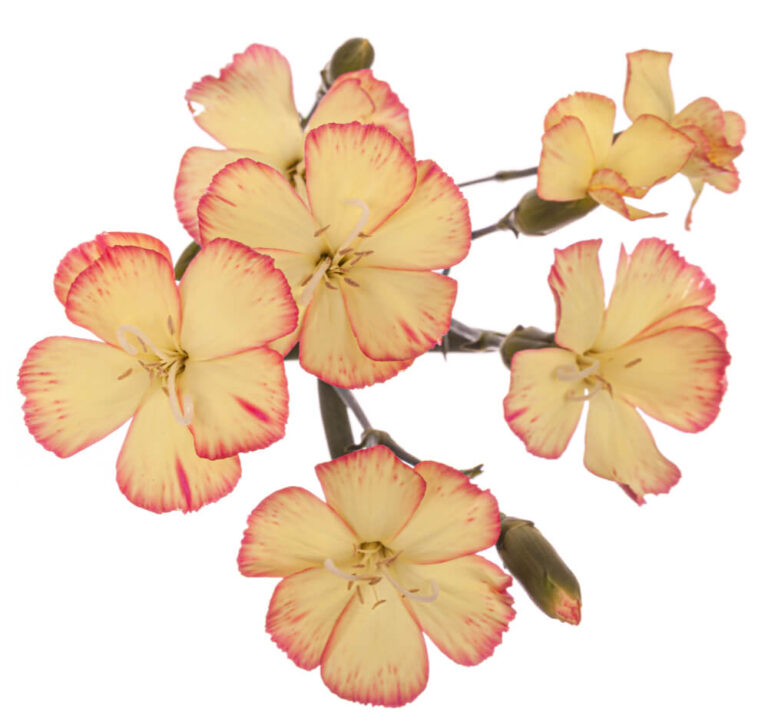 Sparkz LALA BONITA – The Queen's Flowers