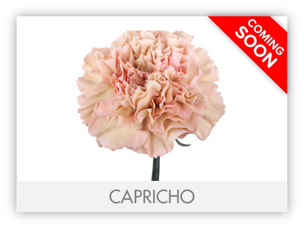 Carnations – The Queen's Flowers
