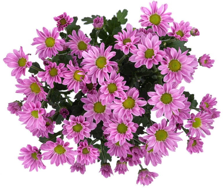 Micro Pompon Jaxon – The Queen's Flowers