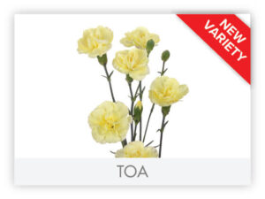 Mini Carnations – The Queen's Flowers