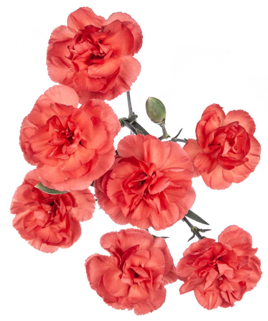 Mini Carnation Valencia – The Queen's Flowers
