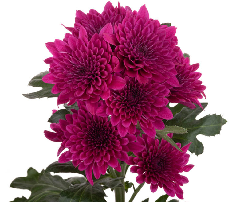 Pompon Impulse – The Queen's Flowers