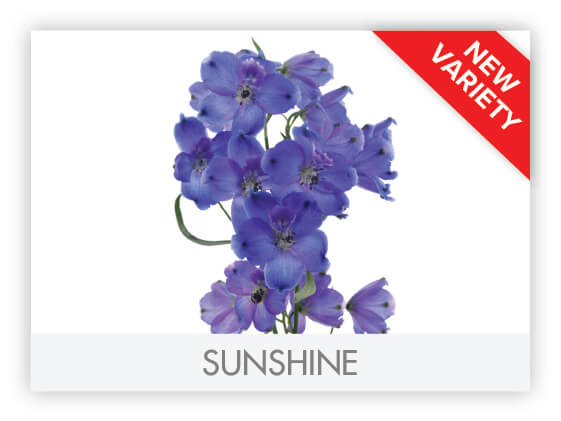 Delphinium Gallery – The Queen's Flowers