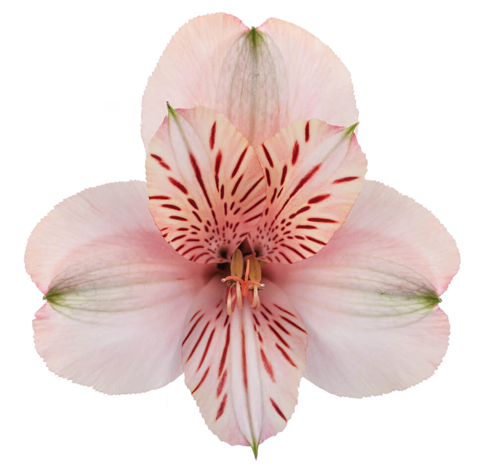 Alstroemeria Canyon – The Queen's Flowers