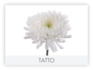 Cremons – The Queen's Flowers