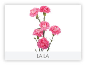 Mini Carnations – The Queen's Flowers