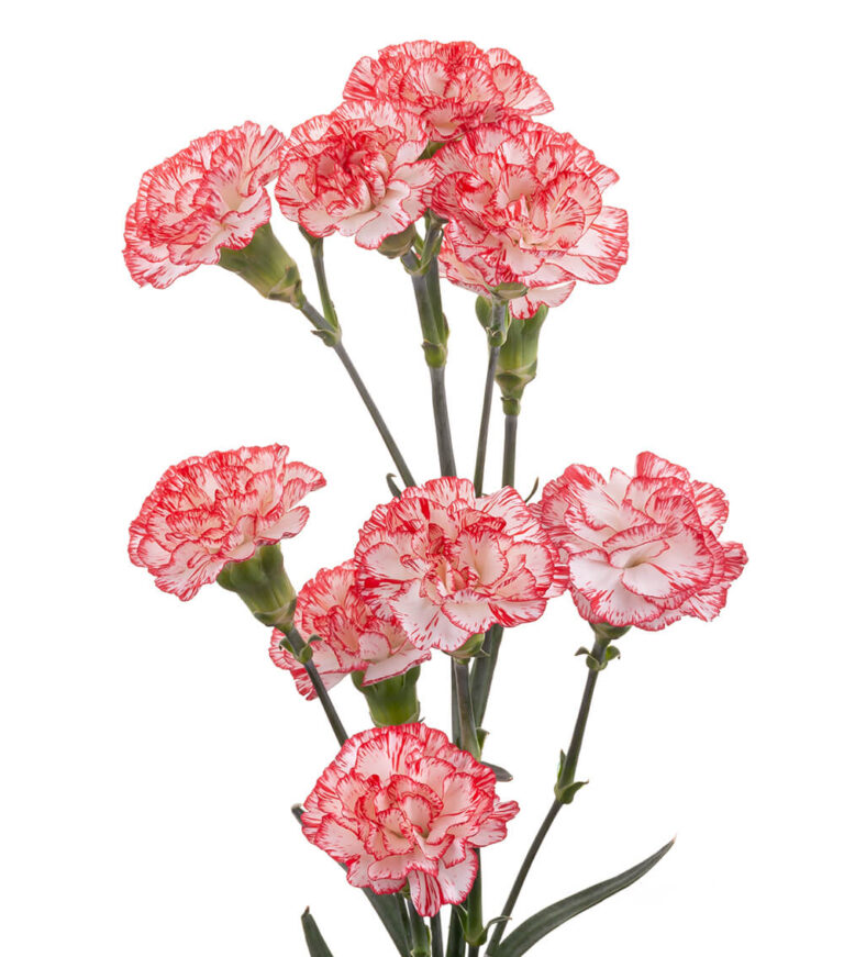 Mini Carnation Payaso – The Queen's Flowers