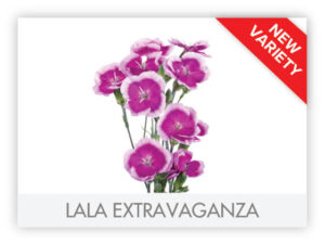 Sparkz Gallery – The Queen's Flowers