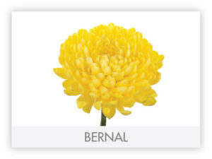 Cremons – The Queen's Flowers