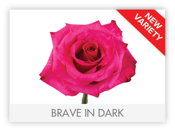 Colombian Roses – The Queen's Flowers