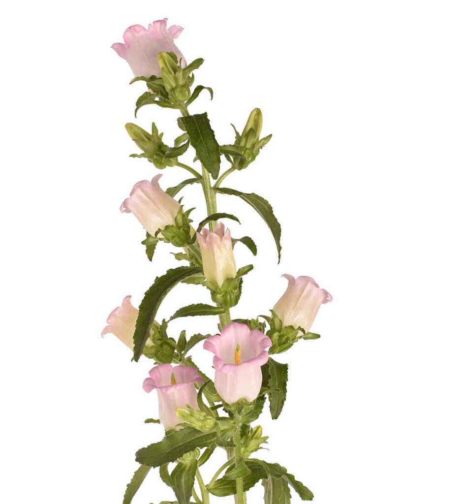 Campanula Champion Pink – The Queen's Flowers