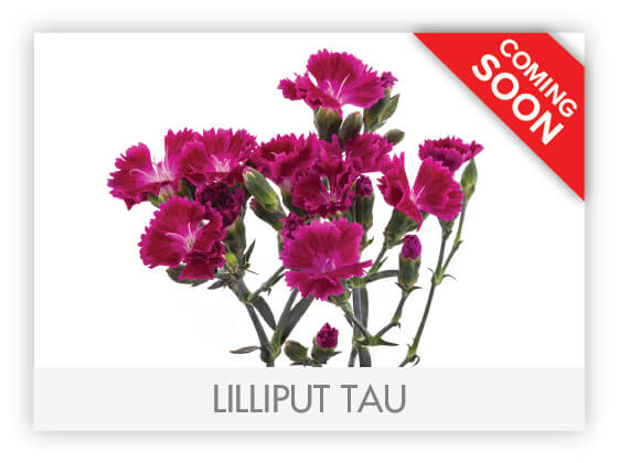 Sparkz Gallery – The Queen's Flowers