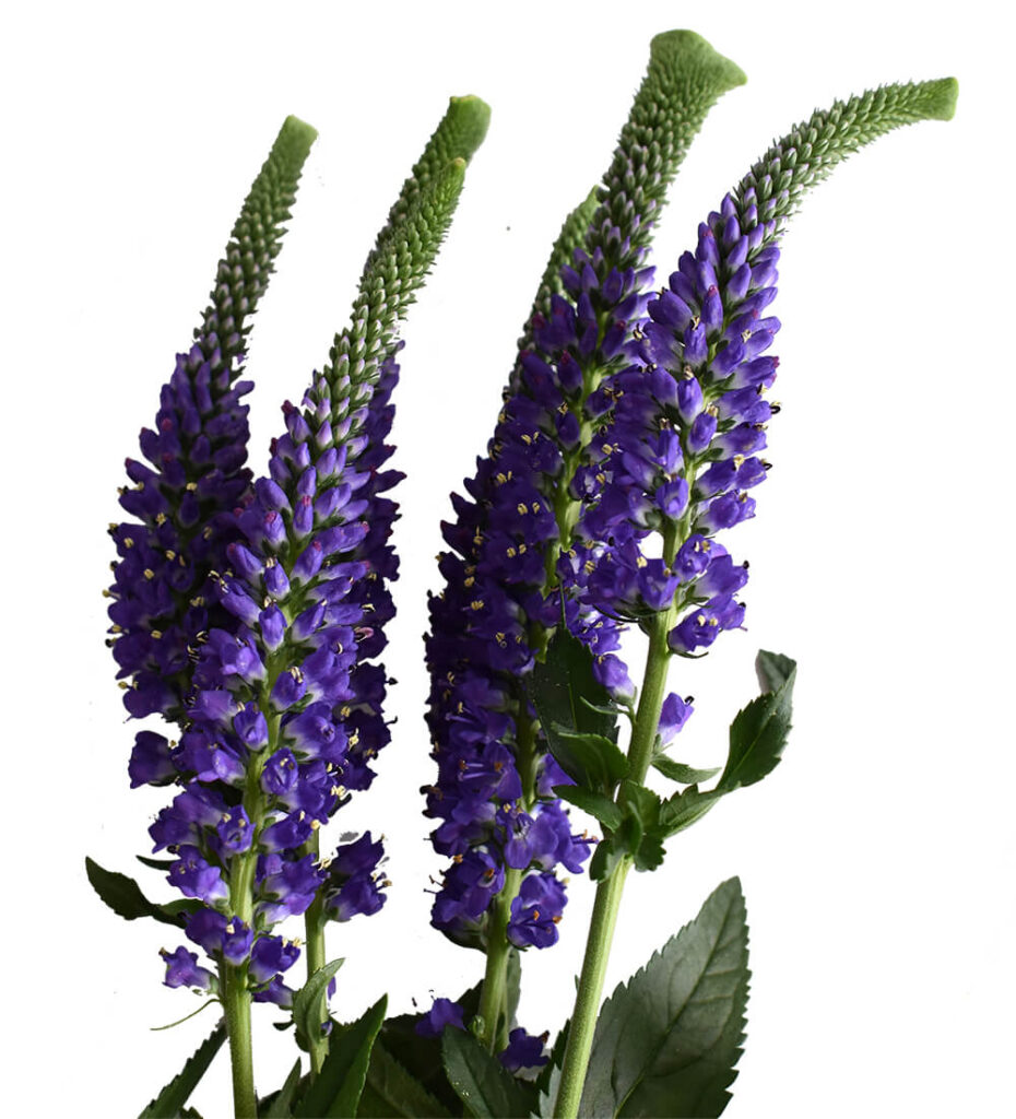 Veronica Spray Splash Blue – The Queen's Flowers