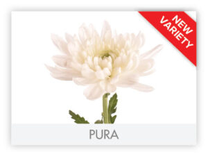 Cremons – The Queen's Flowers