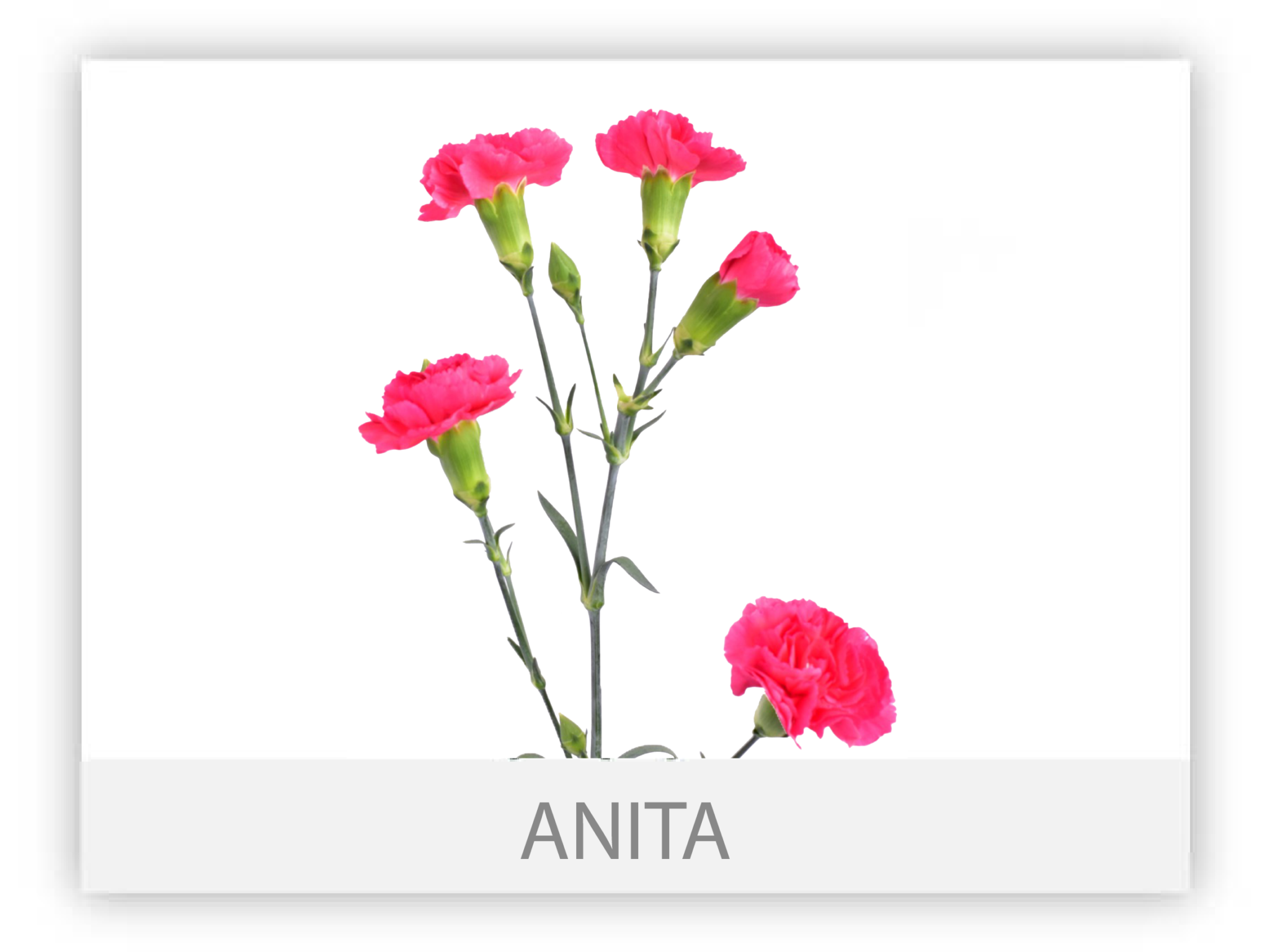 Mini Carnations – The Queen's Flowers