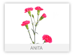 Mini Carnations – The Queen's Flowers