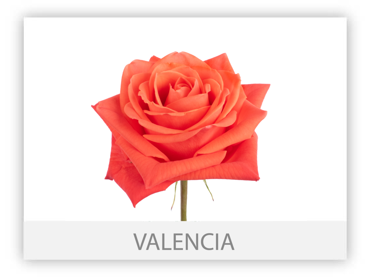 Colombian Roses – The Queen's Flowers