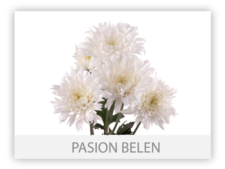 Pompon Novelty – The Queen's Flowers