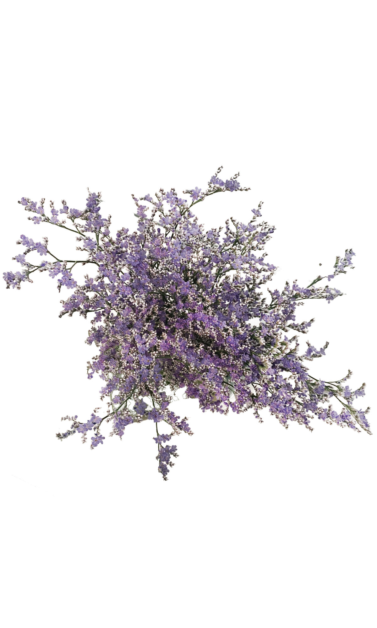 Splendid Blue – The Queen's Flowers