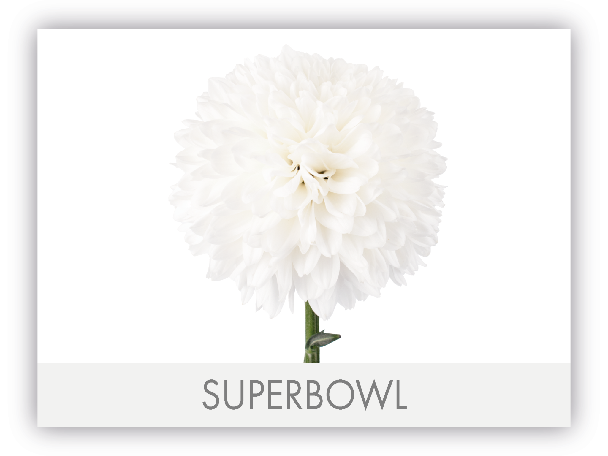 Mum Ball Gallery – The Queen's Flowers