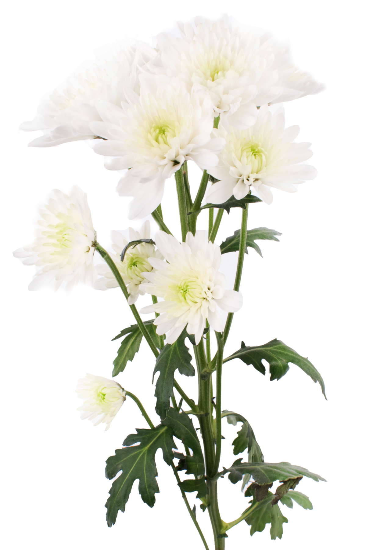 Pompon Sherpa – The Queen's Flowers